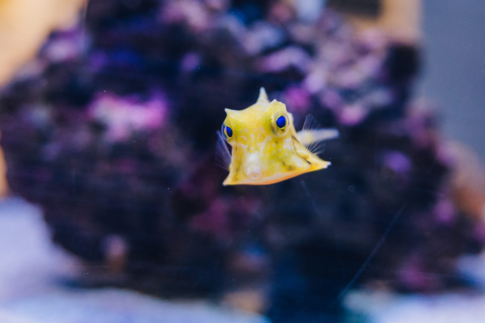 Kostera rogata | Akwarium Gdyńskie MIR-PIB