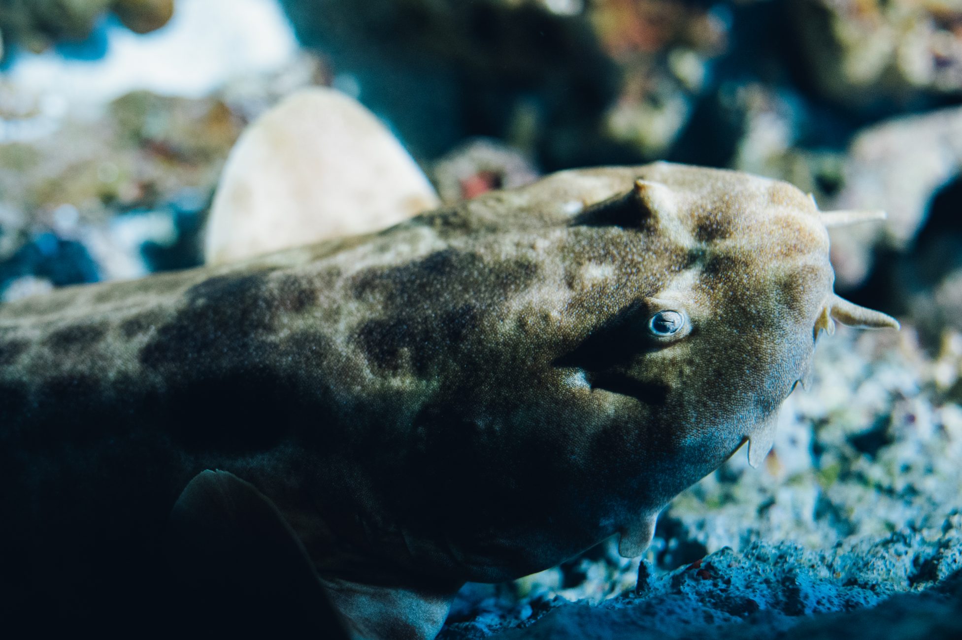 Wobbegong shark | NMFRI Gdynia Aquarium