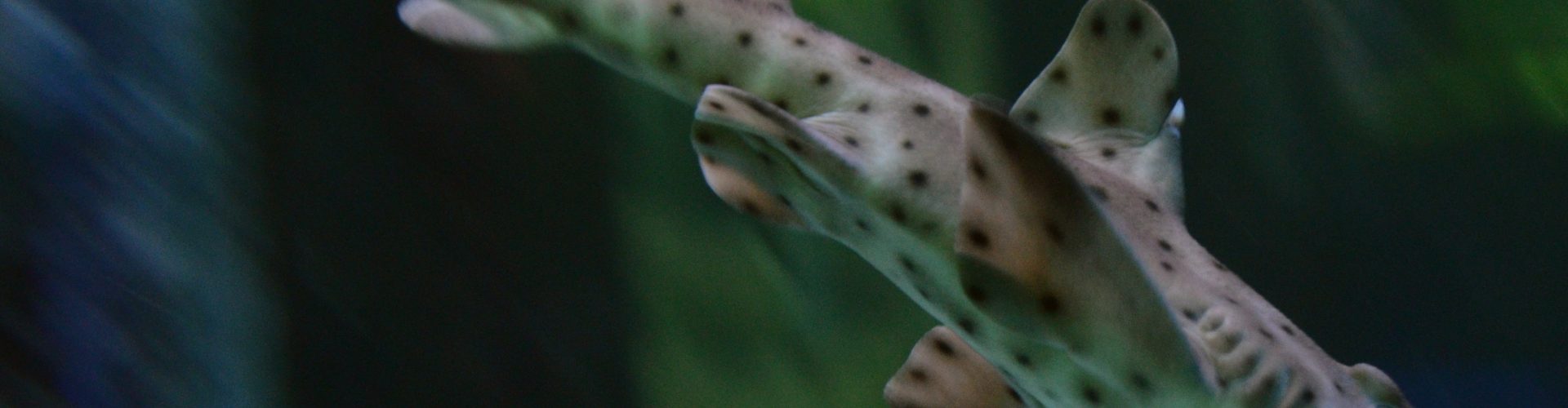 Rogatek kalifornijski | Akwarium Gdyńskie MIR-PIB