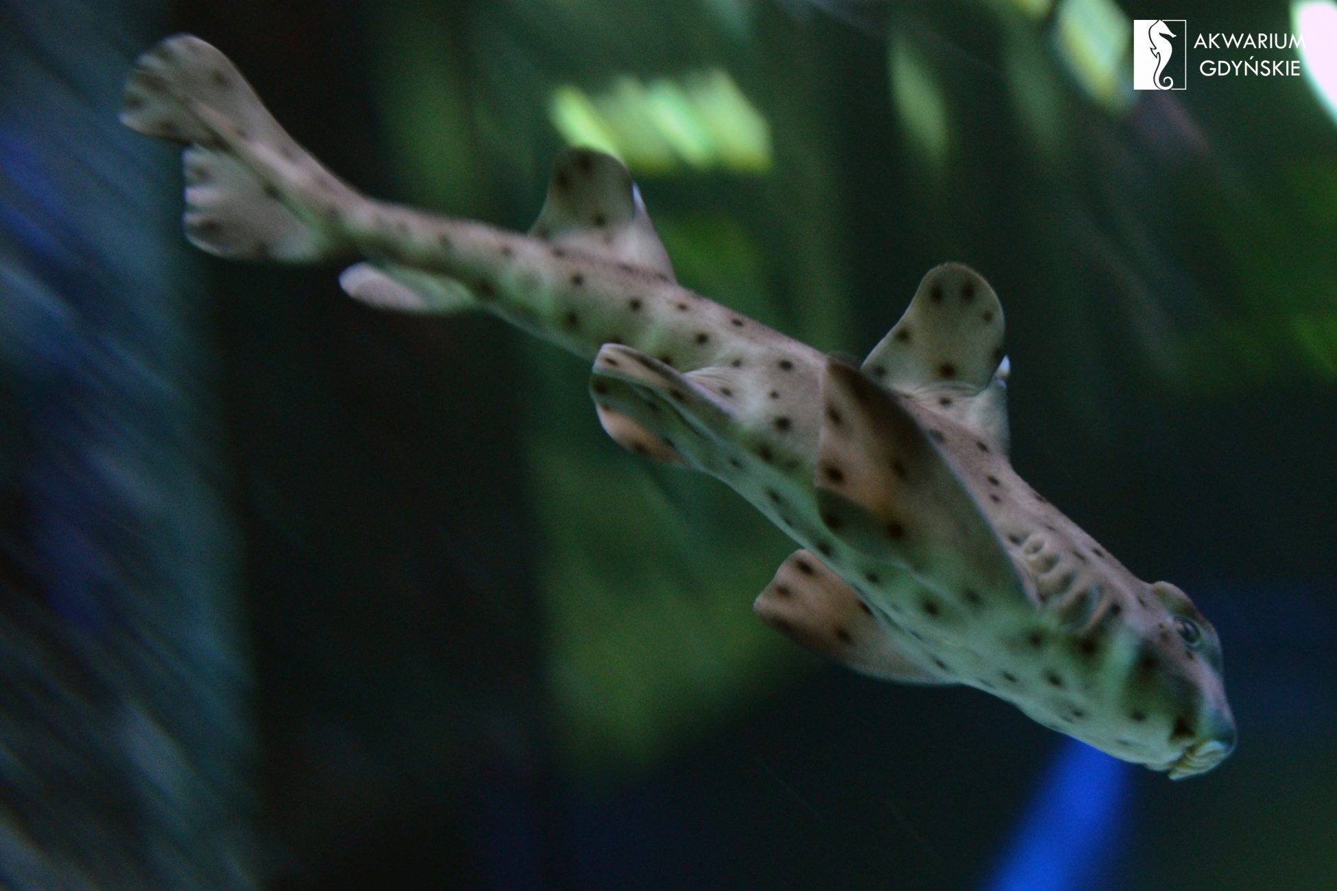 Rogatek kalifornijski | Akwarium Gdyńskie MIR-PIB