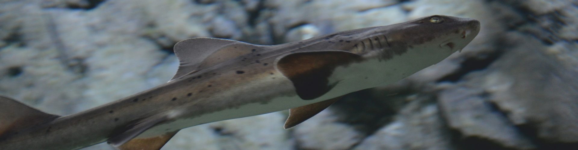 Triakis – Akwarium Gdyńskie MIR-PIB