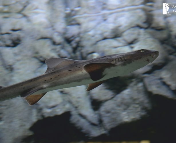 Triakis – Akwarium Gdyńskie MIR-PIB