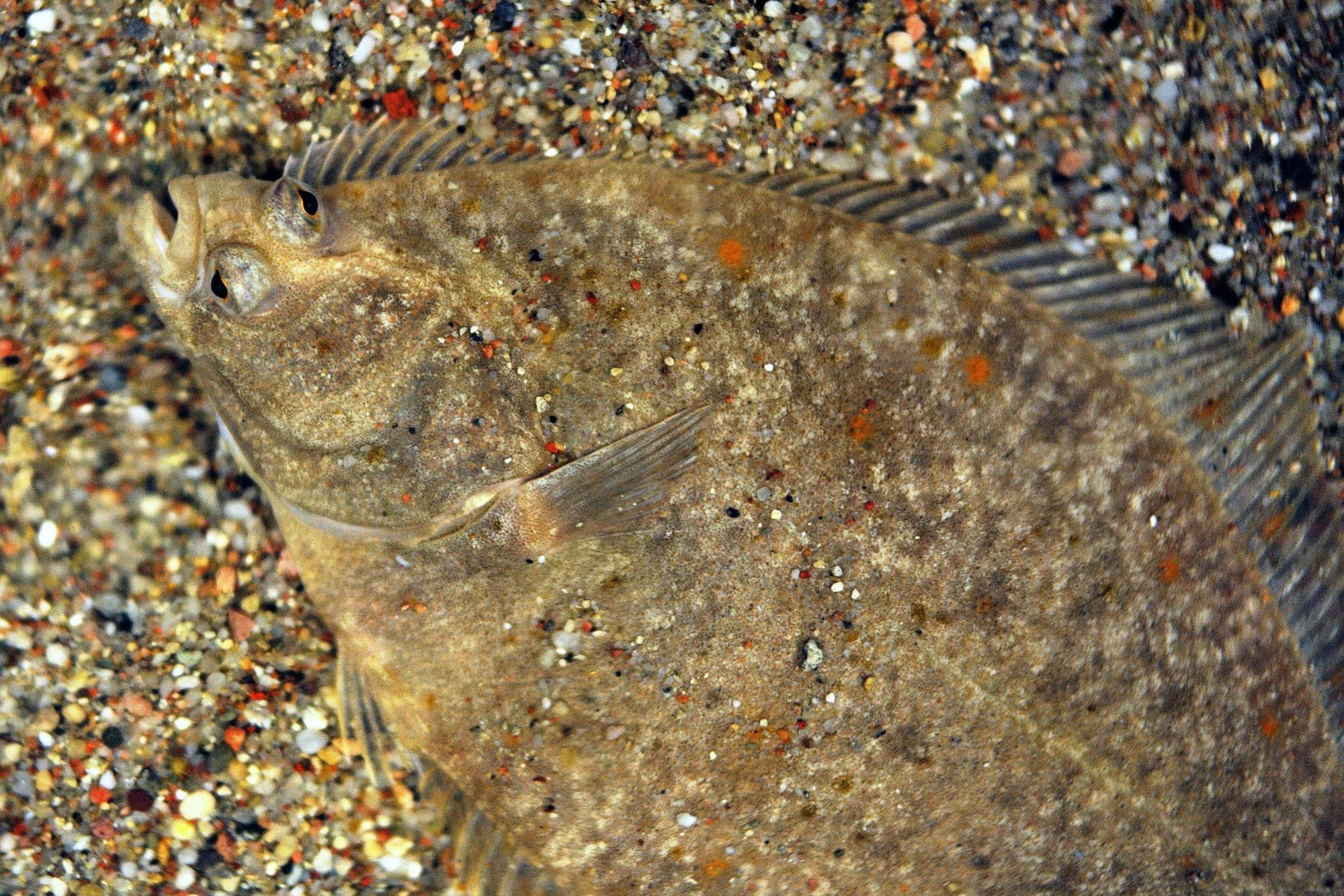 Animals | NMFRI Gdynia Aquarium