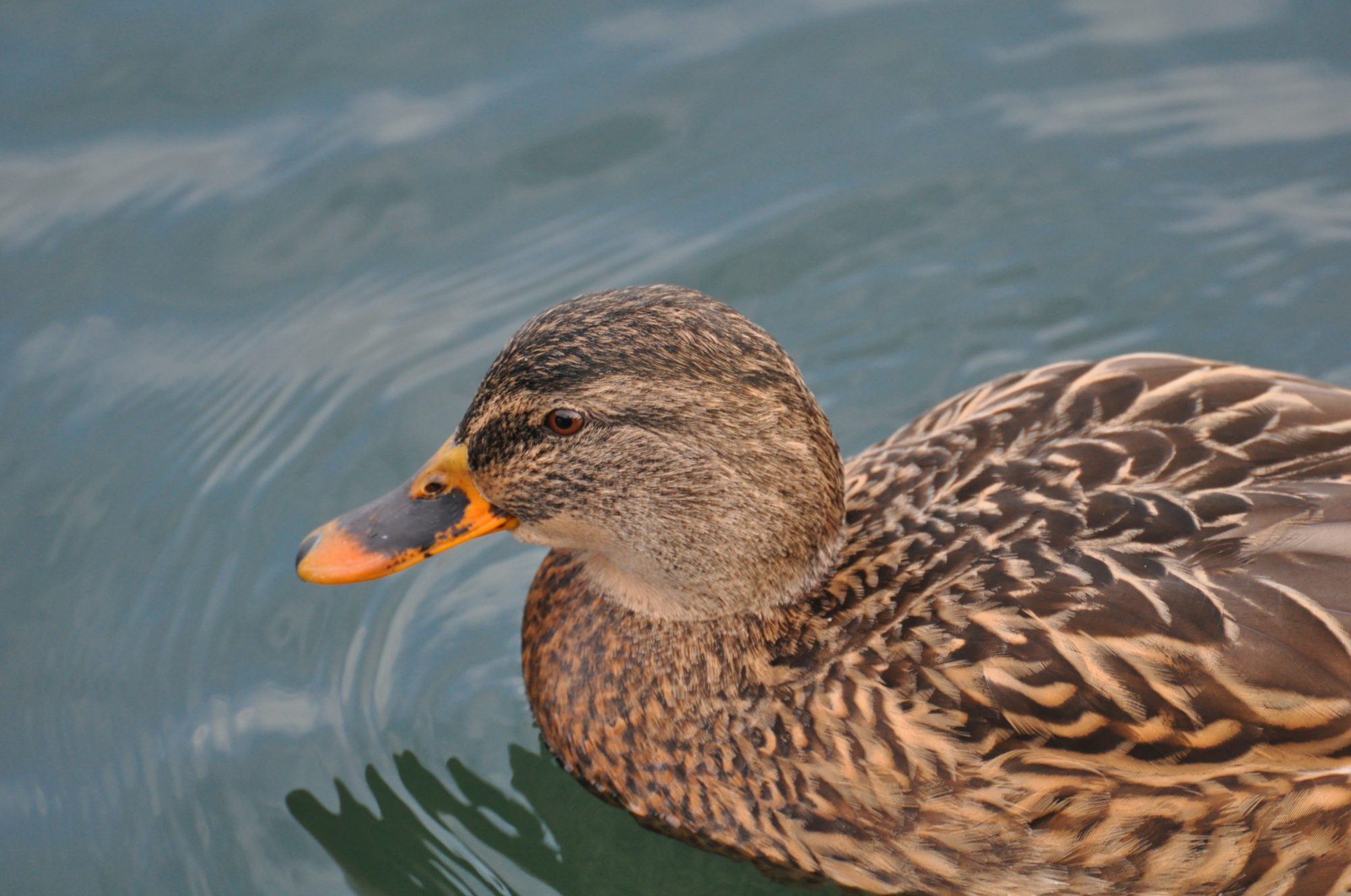 krzyżówka samica • Akwarium Gdyńskie MIR-PIB