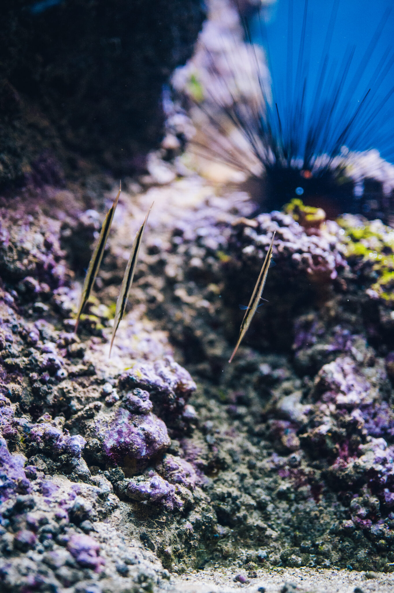 Razorfish | NMFRI Gdynia Aquarium