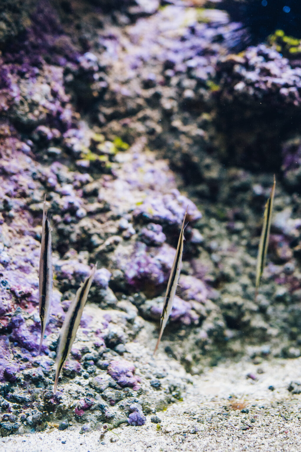 Razorfish | NMFRI Gdynia Aquarium