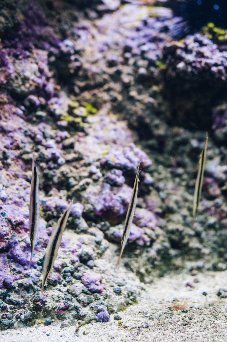 Razorfish | NMFRI Gdynia Aquarium